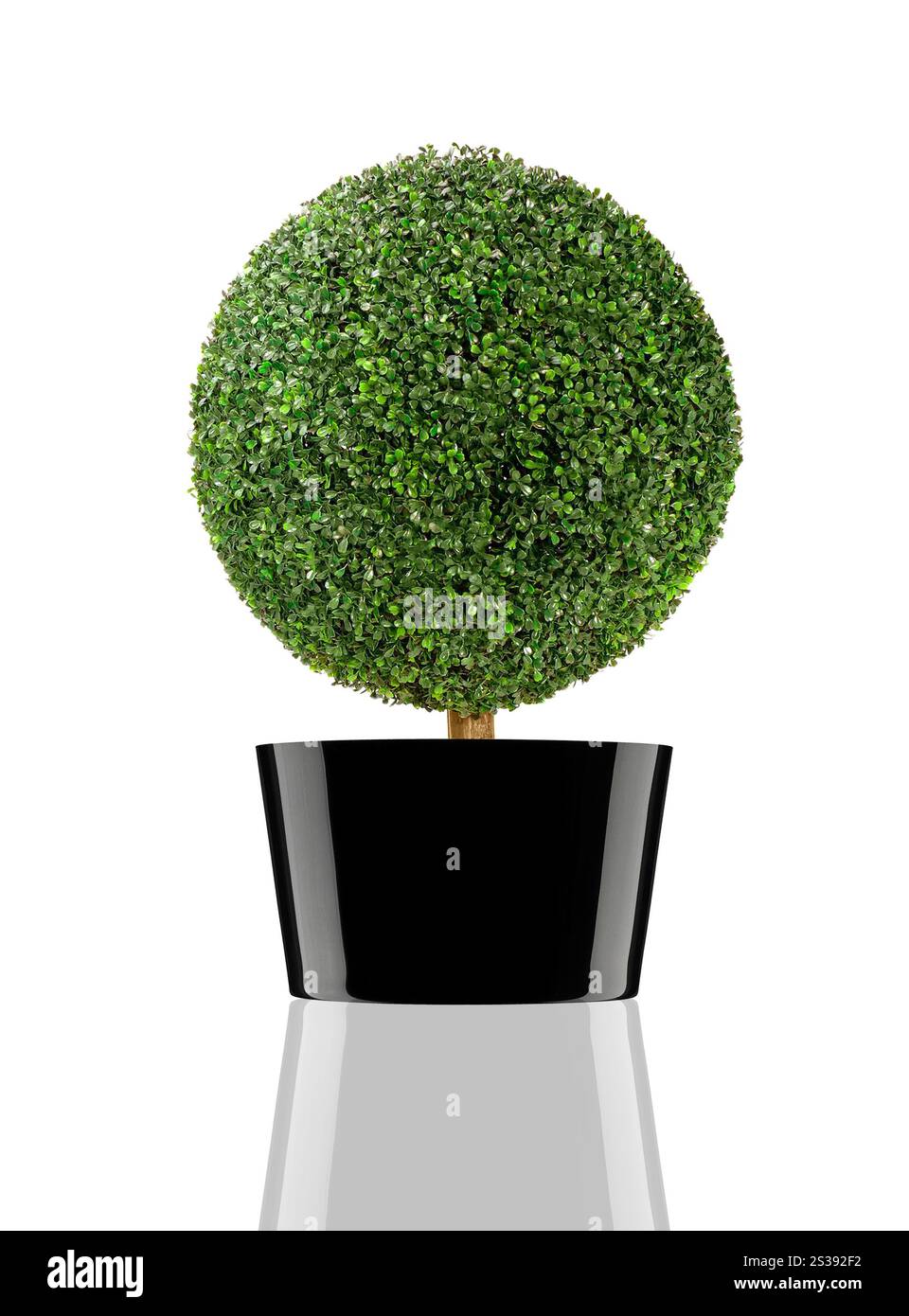 round bush isolated on white. round bush isolated Stock Photo - Alamy