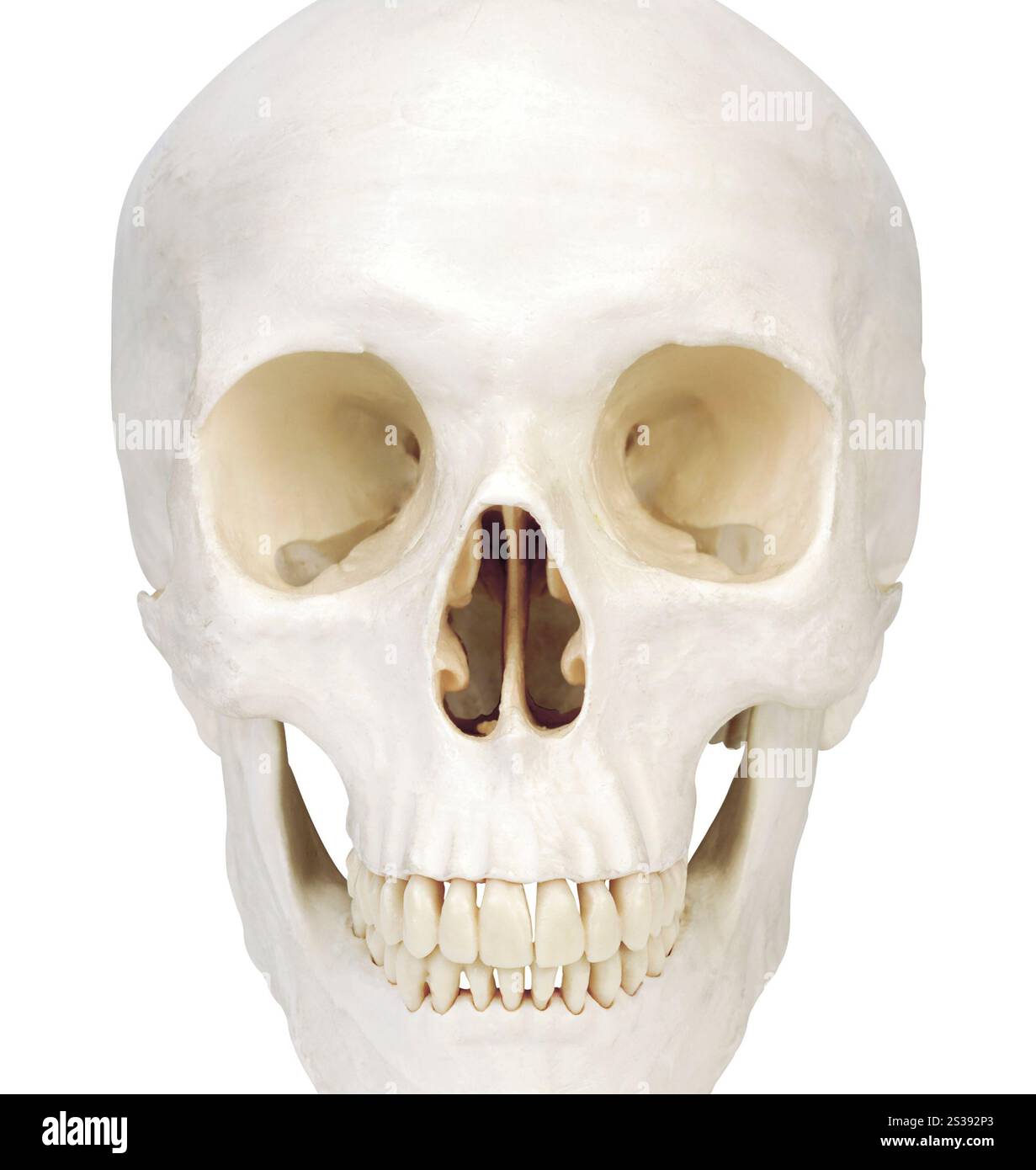 human scull isolated on white background Stock Photo - Alamy