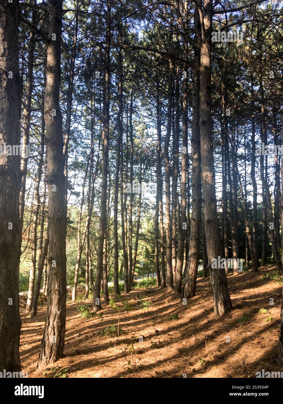 Beautiful misty sunset in hi-res stock photography and images - Alamy