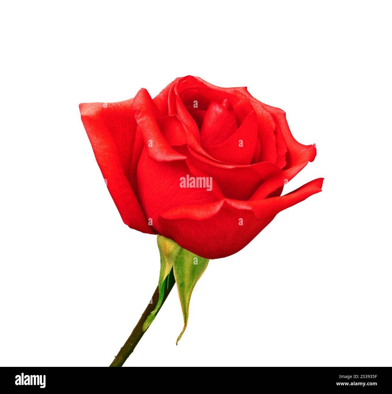 Beautiful view red rose Cut Out Stock Images & Pictures - Alamy