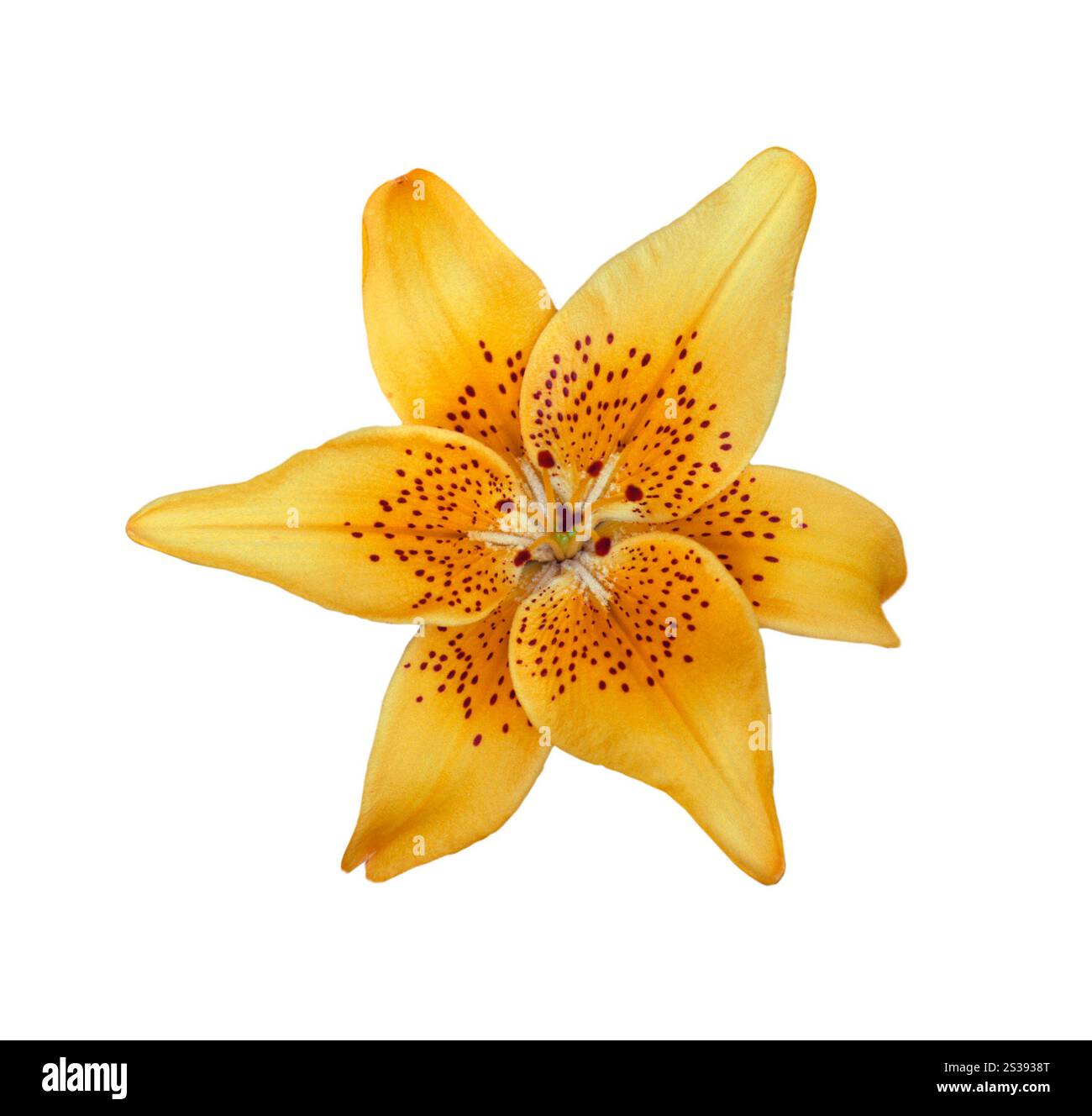 Orange lilly flower on isolated on white background Stock Photo - Alamy
