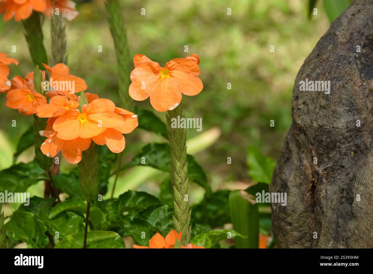 Orange flower Crossandra (Crossandra infundibuliformis). Firecracker ...