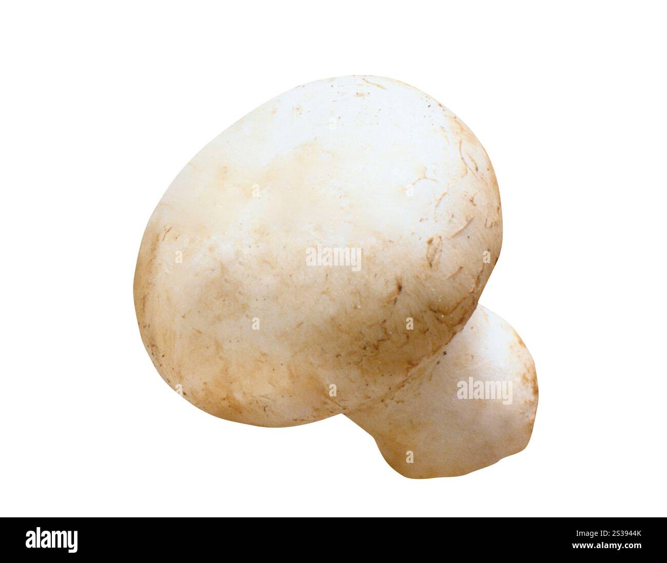 Champignon Cut Out Stock Images & Pictures - Alamy