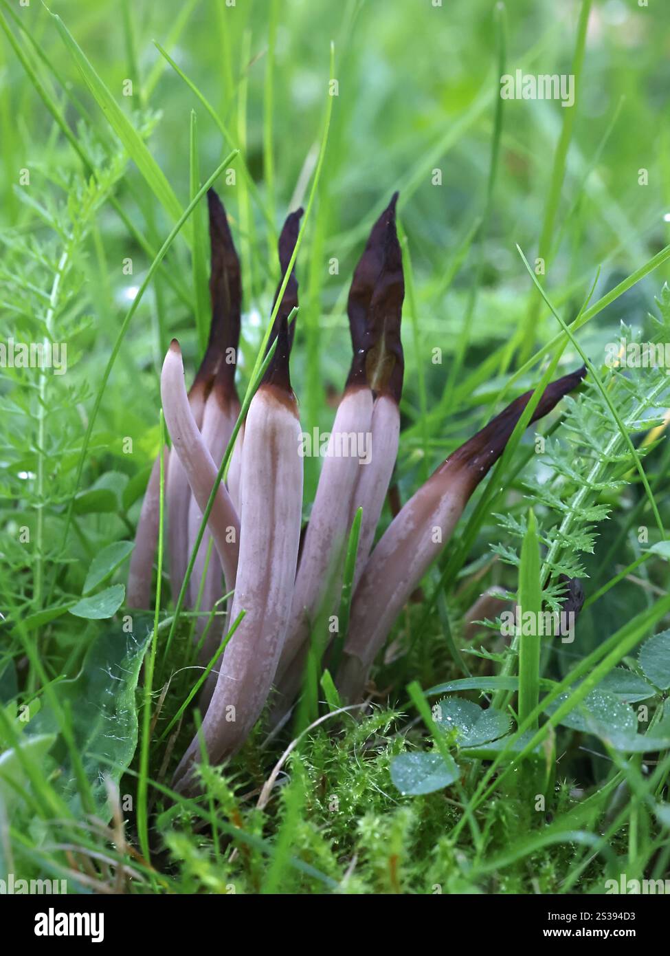 Clavaria fumosa, commonly known as the smoky clavaria or smoky spindles ...