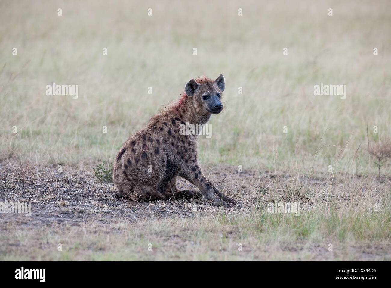 Hyena sitting in Grass Stock Photo - Alamy