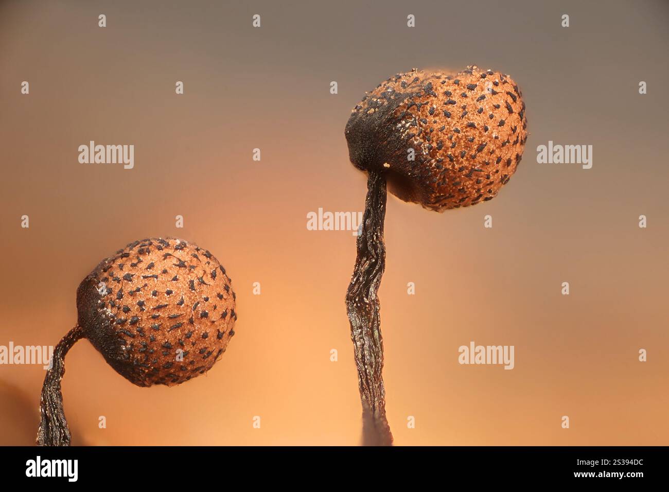 Cribraria piriformis, a slime mold, microscope image of sporangia Stock ...