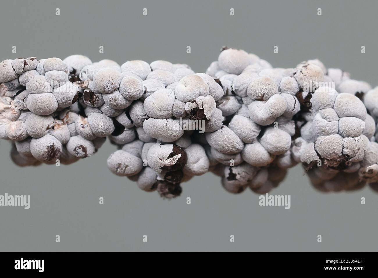 Diderma spumarioides, slime mold from Finland, no common English name ...