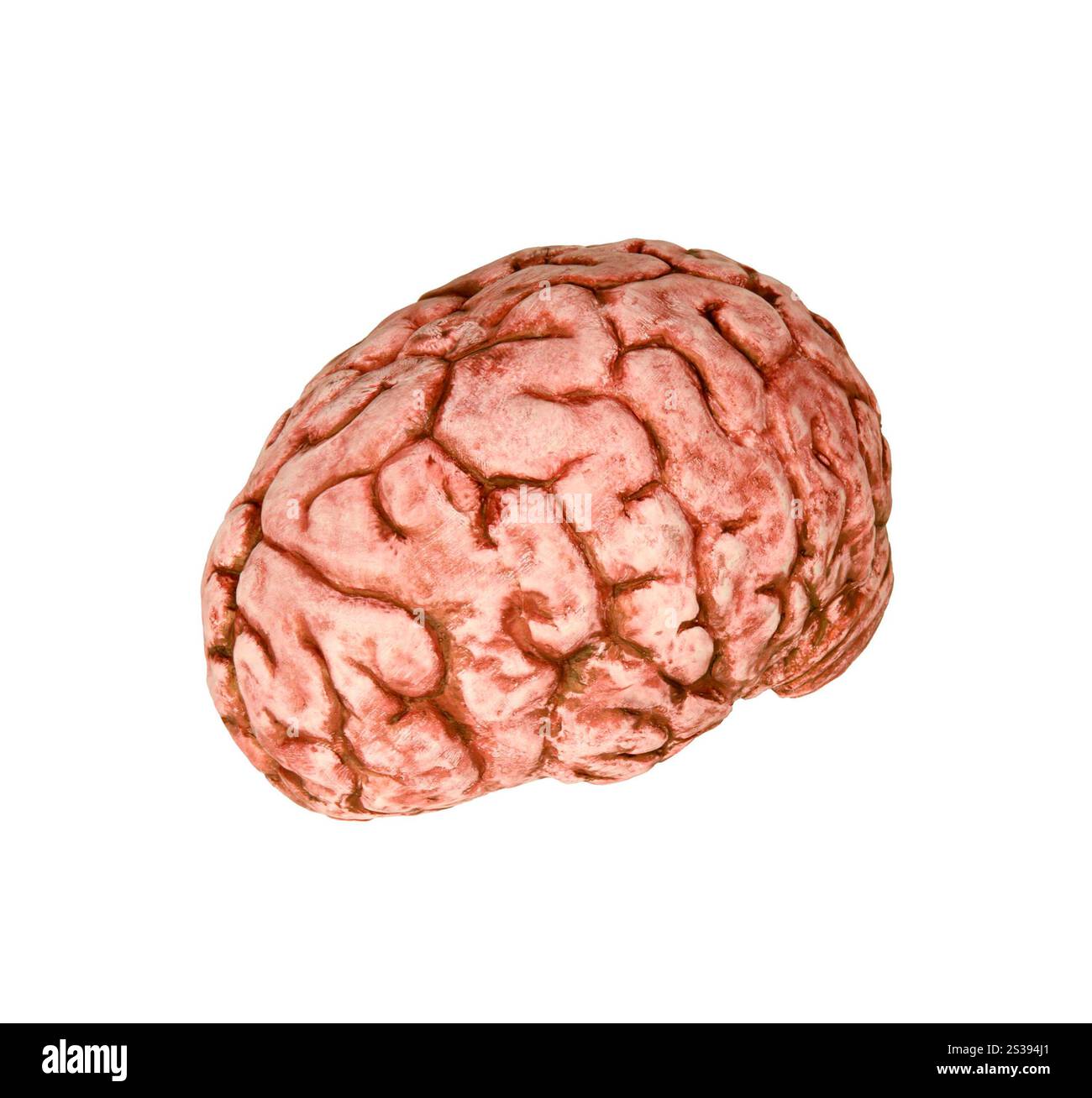 Brain health concept human Cut Out Stock Images & Pictures - Alamy