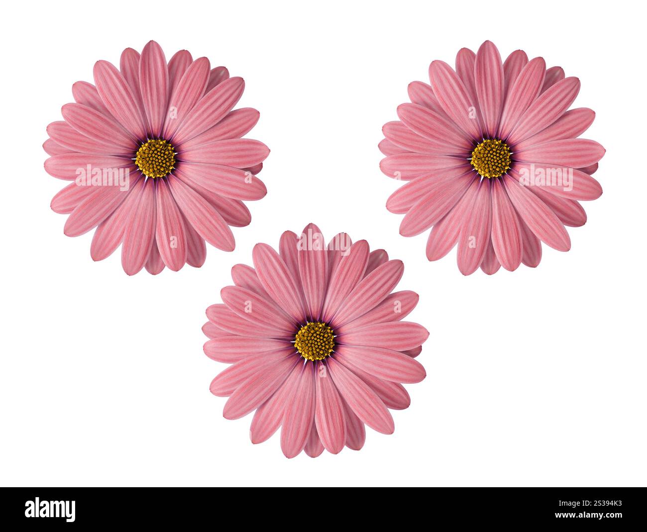 Pink white spring flowers Cut Out Stock Images & Pictures - Alamy