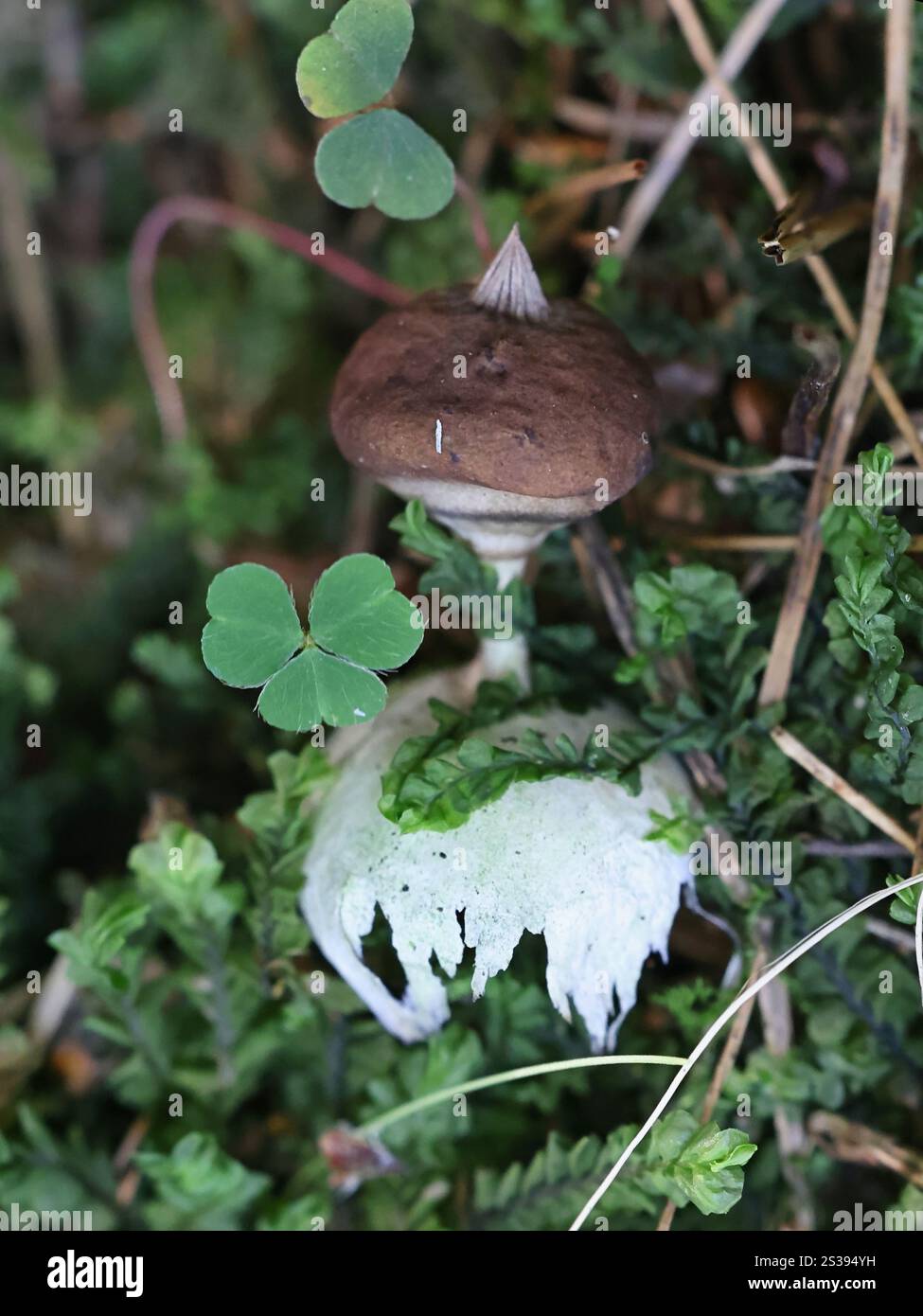Beaked earthstar hi-res stock photography and images - Alamy