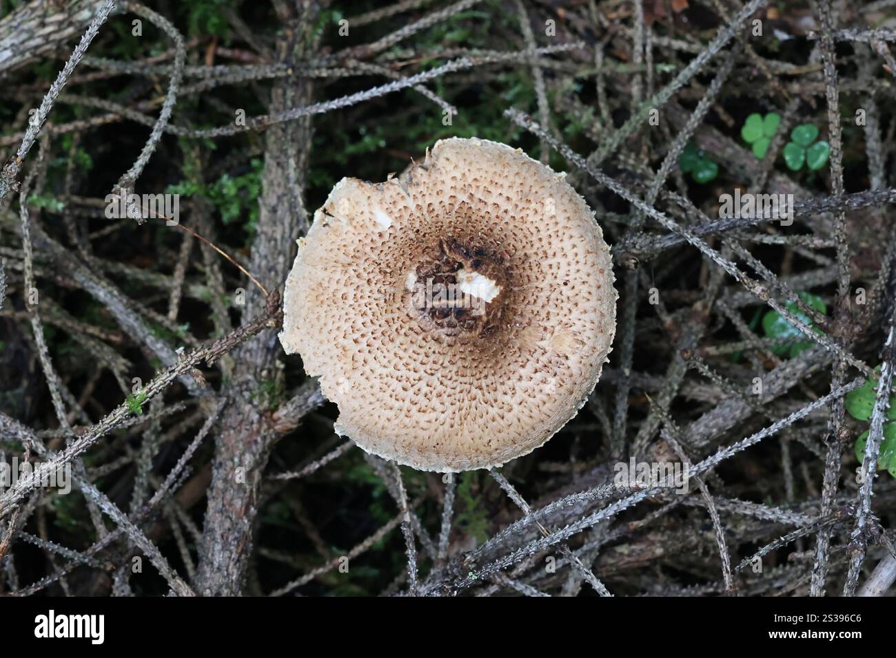 Lepiota audreae, a dapperling mushroom from Finland, no common English ...