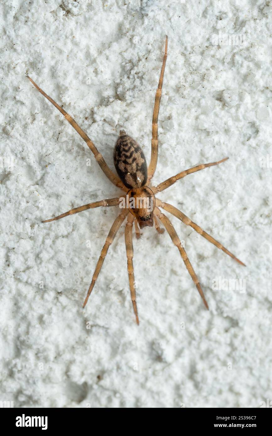 Ukraine tree spider hi-res stock photography and images - Alamy