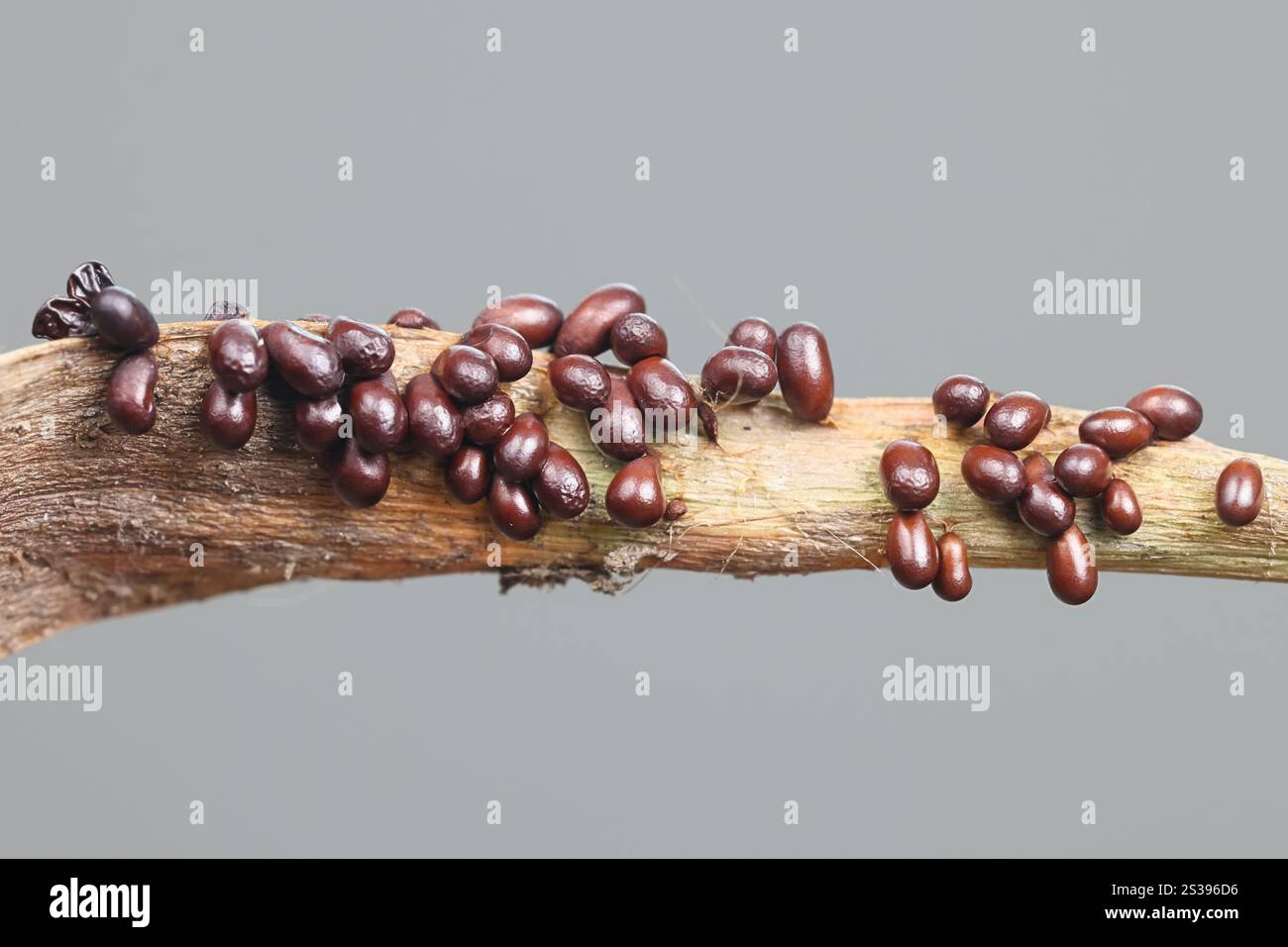 Leocarpus fragilis, commonly known as Insect egg slime mold or egg ...