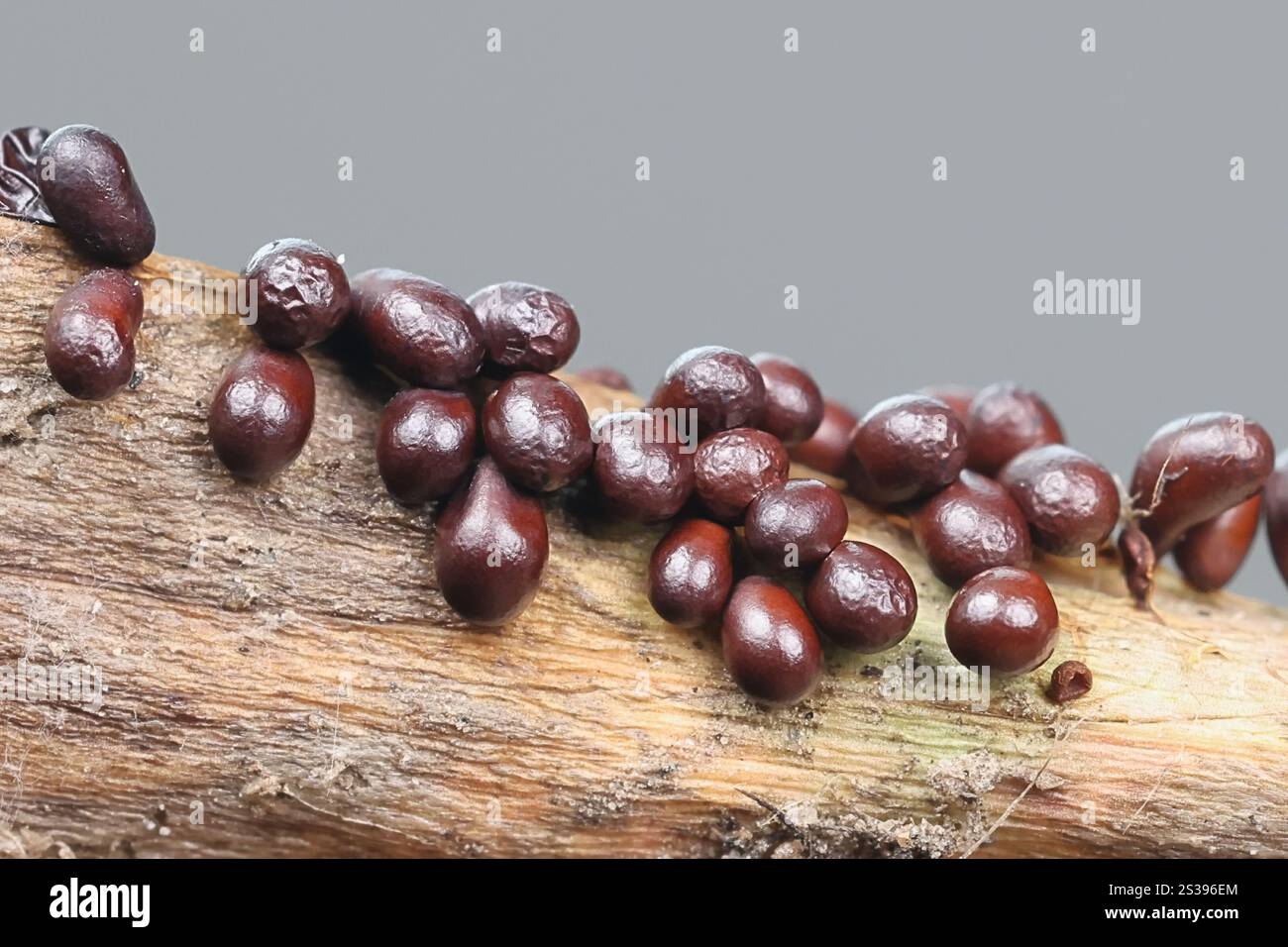 Leocarpus fragilis, commonly known as Insect egg slime mold or egg ...