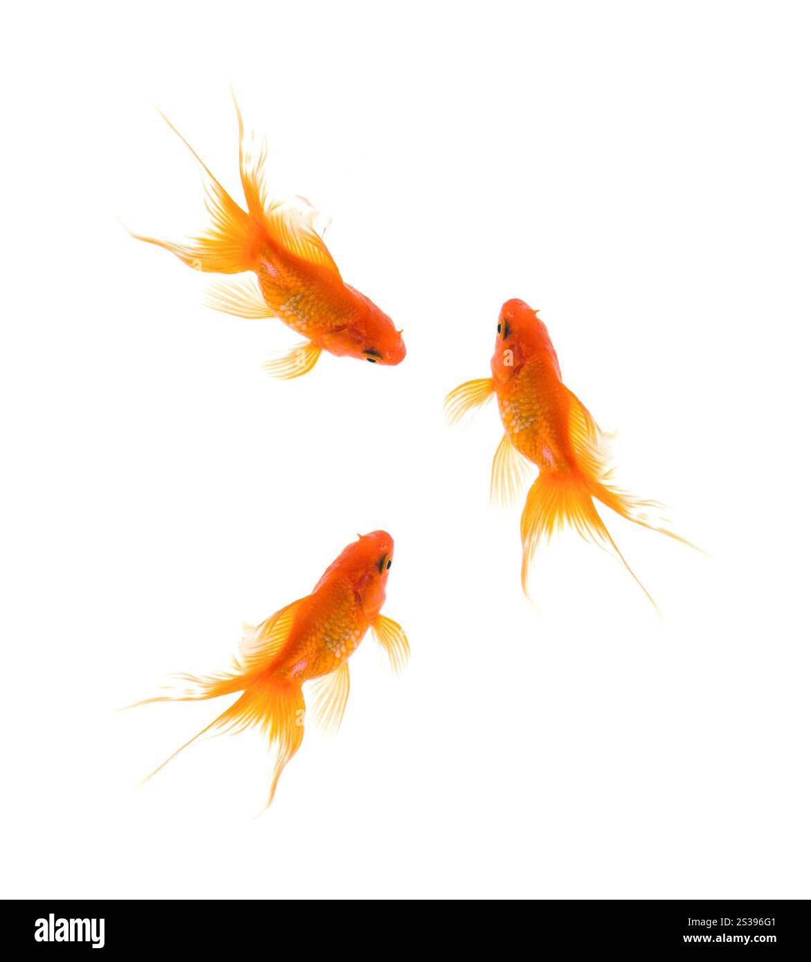 Motion fishes hi-res stock photography and images - Alamy