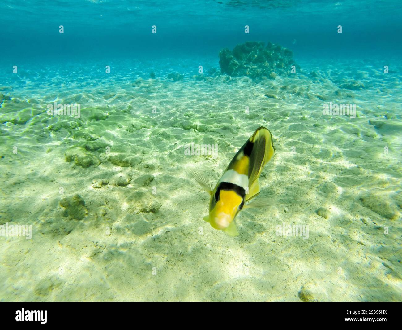Red Sea Racoon butterflyfish (Chaetodon fasciatus) eating from the sea ...
