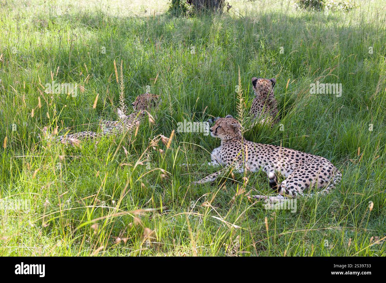 Cheetahs in The African Savannah Stock Photo - Alamy