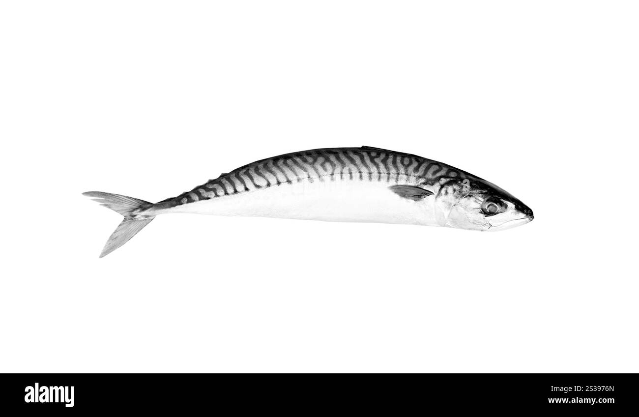 Isolated raw white fish Black and White Stock Photos & Images - Alamy
