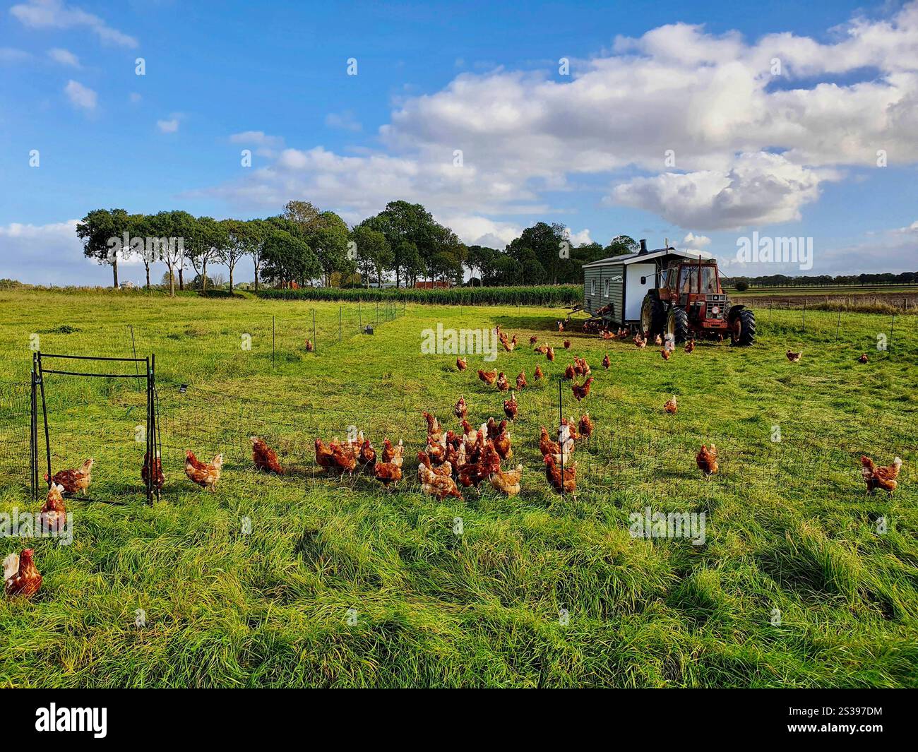 Removable chickenfarm Rhoon the Netherlands Stock Photo - Alamy