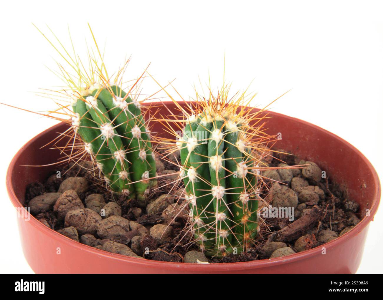 Two Cactus with Thorns in a Pot isolated on white background. Two ...