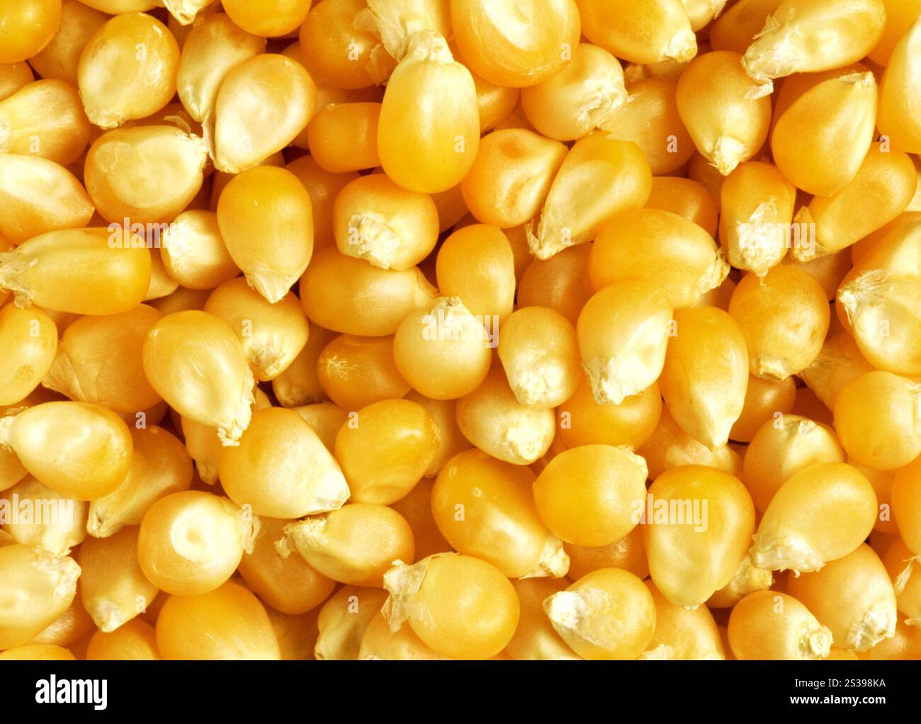 corn texture close up background Stock Photo - Alamy