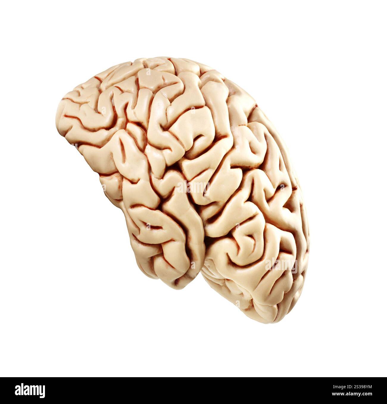 brain isolated on white background. brain isolated on white Stock Photo ...