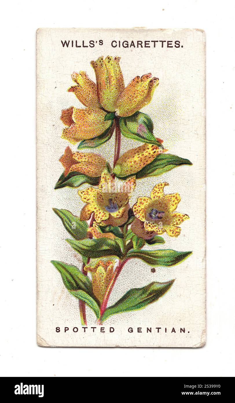 An antique alpine flower cigarette card showing an illustration of ...