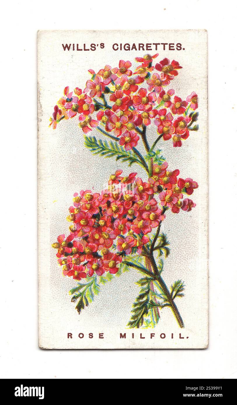 An antique alpine flower cigarette card showing an illustration of Rose ...