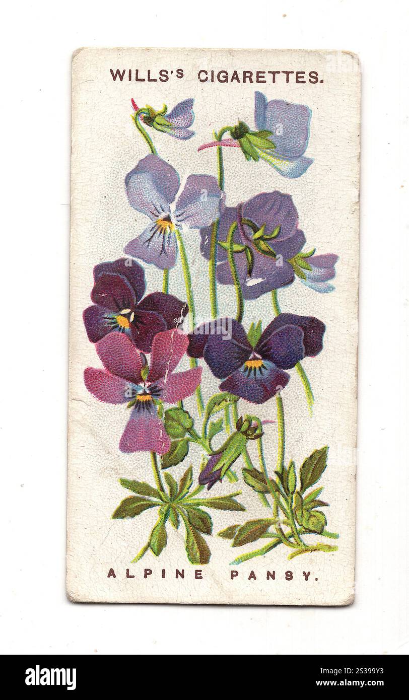 An antique alpine flower cigarette card showing an illustration of an ...