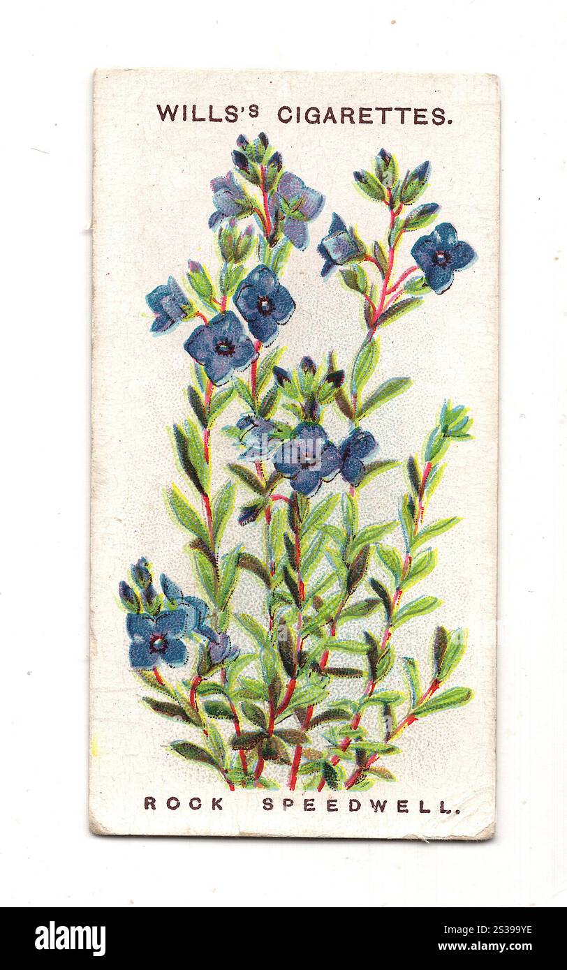 An antique alpine flower cigarette card showing an illustration of Rock ...