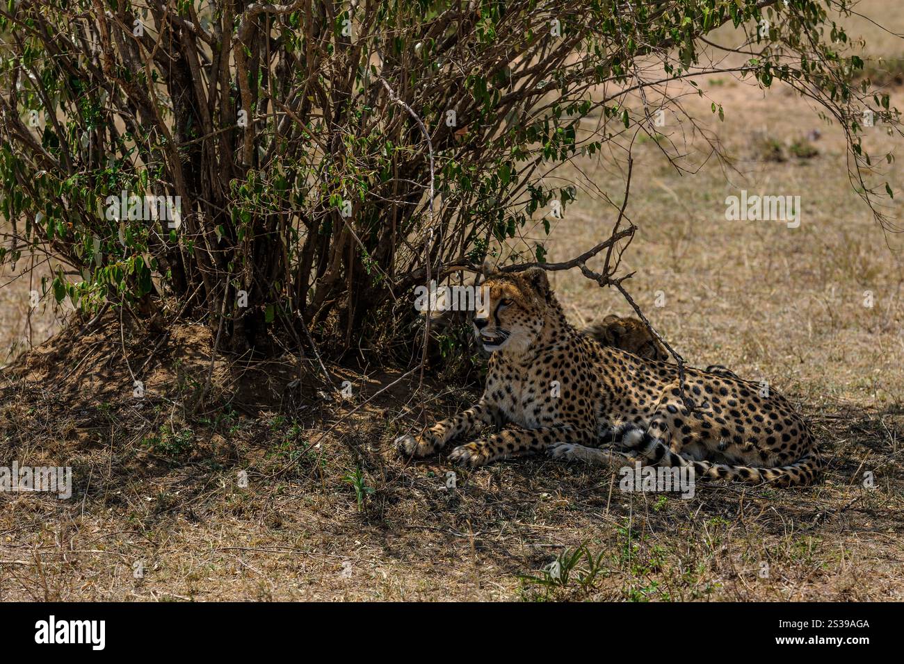 Hyena sitting in Grass Stock Photo - Alamy