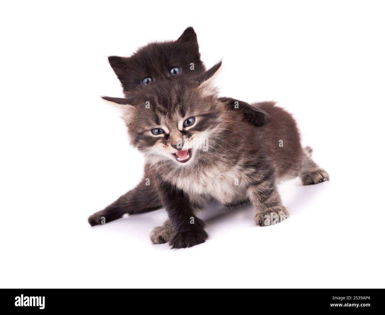 two cats isolated on white background. young cats Stock Photo - Alamy