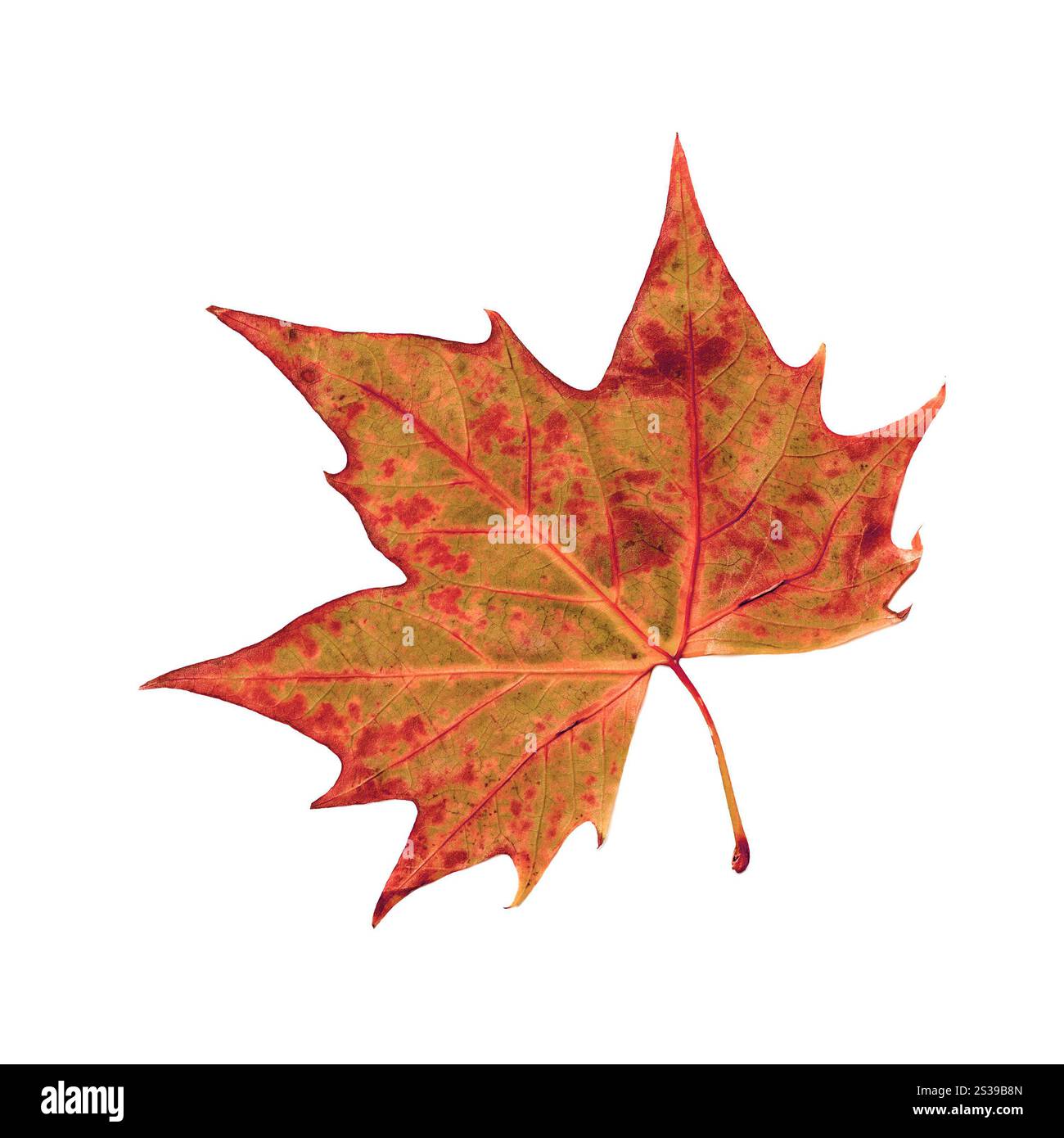 autumn dry leaf of red oak tree isolated on white background. autumn ...