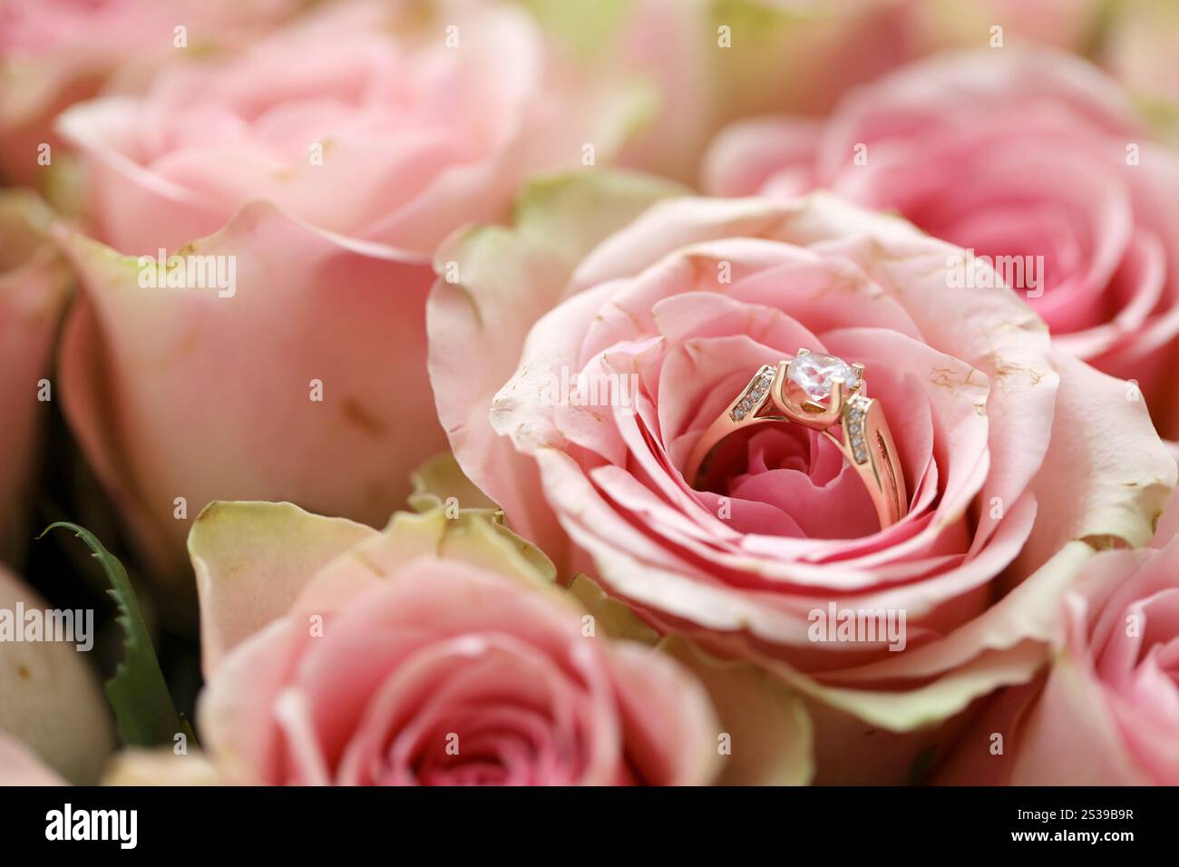 Gold diamond engagement ring in beautiful pink rose flower among big ...