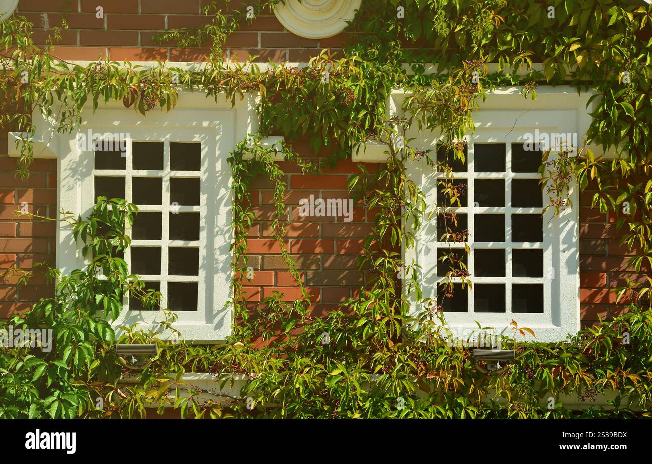 White window on green wall with climbing plant. Natural green leaf ...