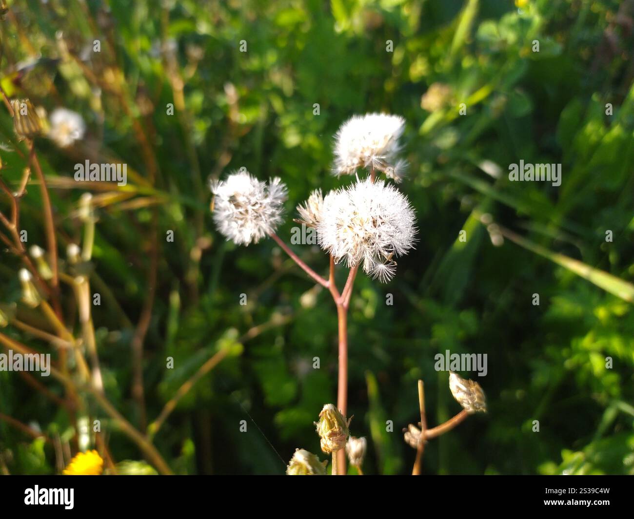 Wild dandelion growing in the garden in the shape of a white ball. Wild ...