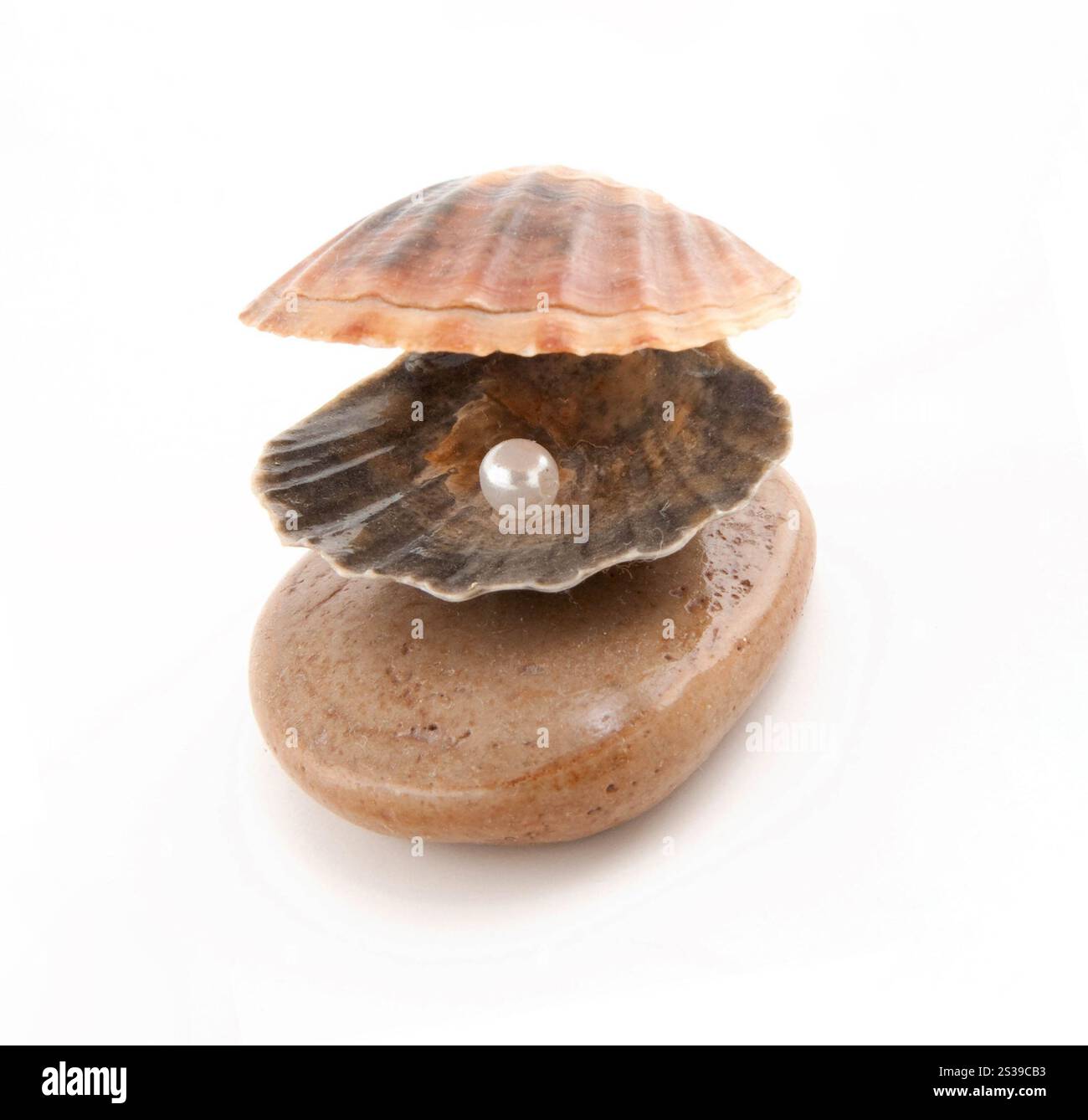 Shell with a pearl isolated on white background. Shell with a pearl ...