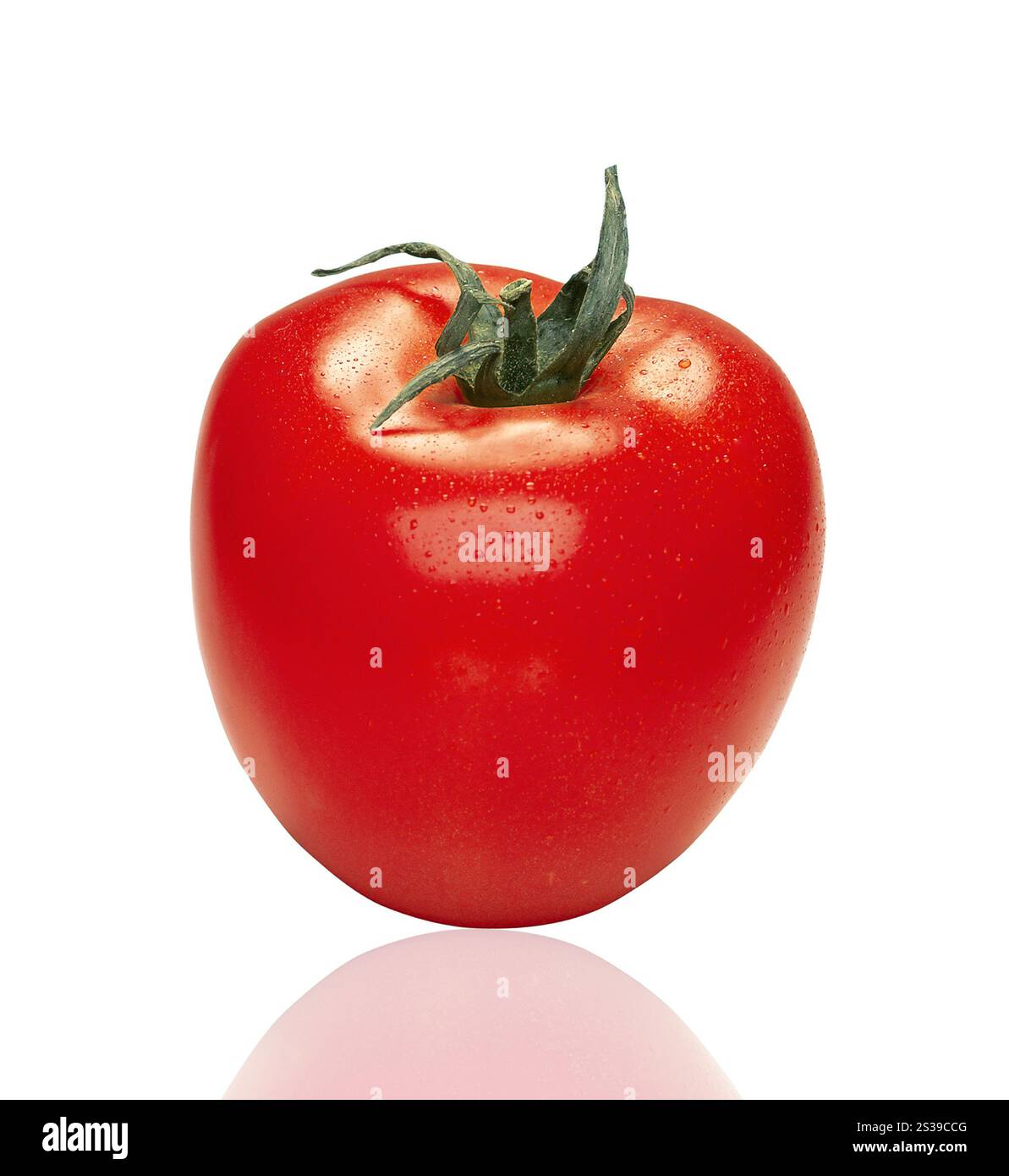 tomato with water drops isolated on white background. tomato with water ...