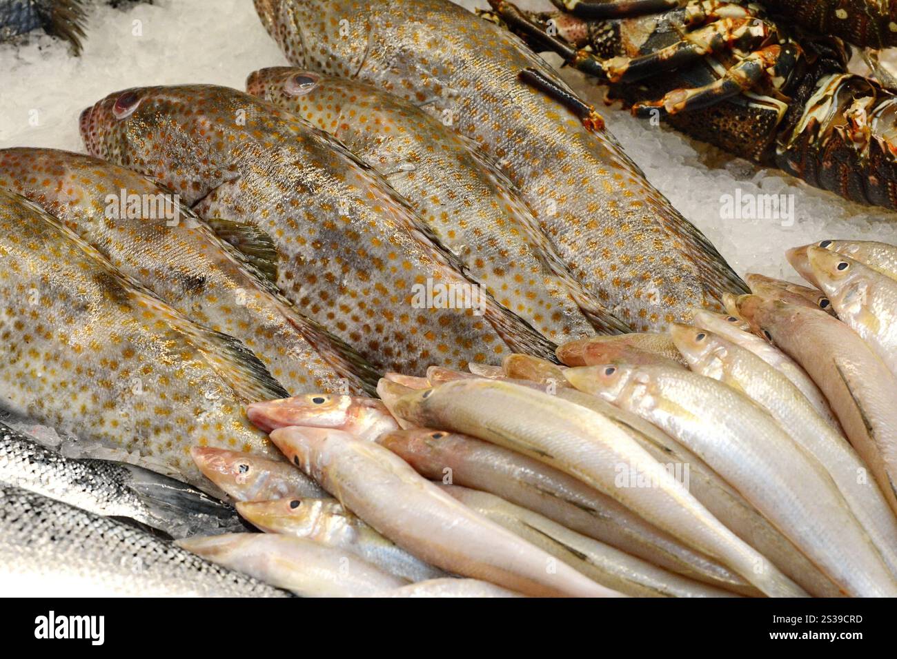 Multiple Rows of Various Raw Freshly Caught Fishes on Ice for Sale at ...