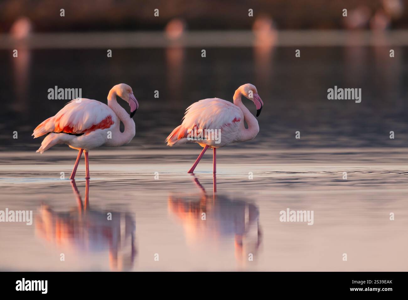 The greater flamingo (Phoenicopterus roseus) is the largest species of ...