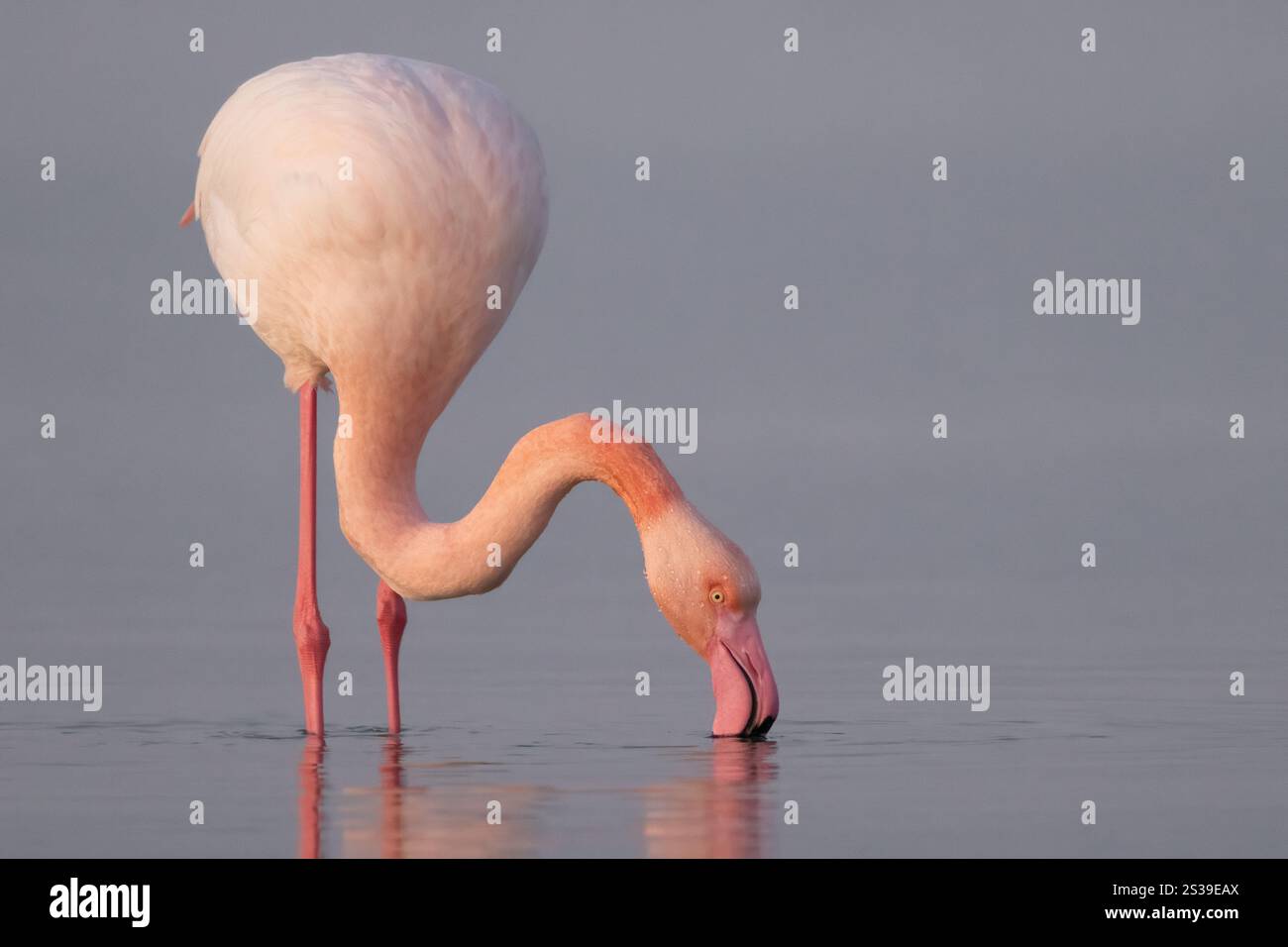 The greater flamingo (Phoenicopterus roseus) is the largest species of ...