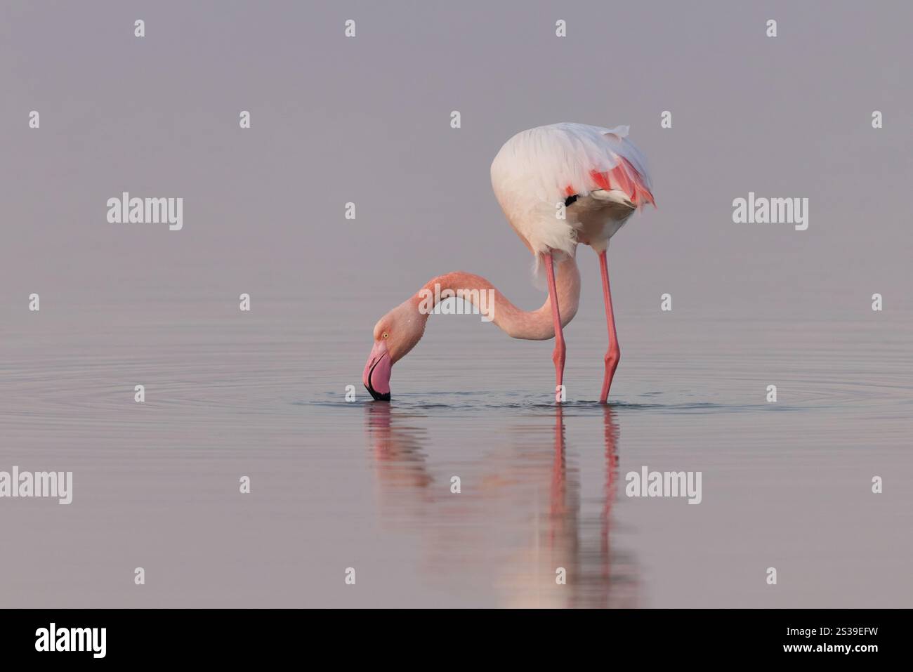 The greater flamingo (Phoenicopterus roseus) is the largest species of ...