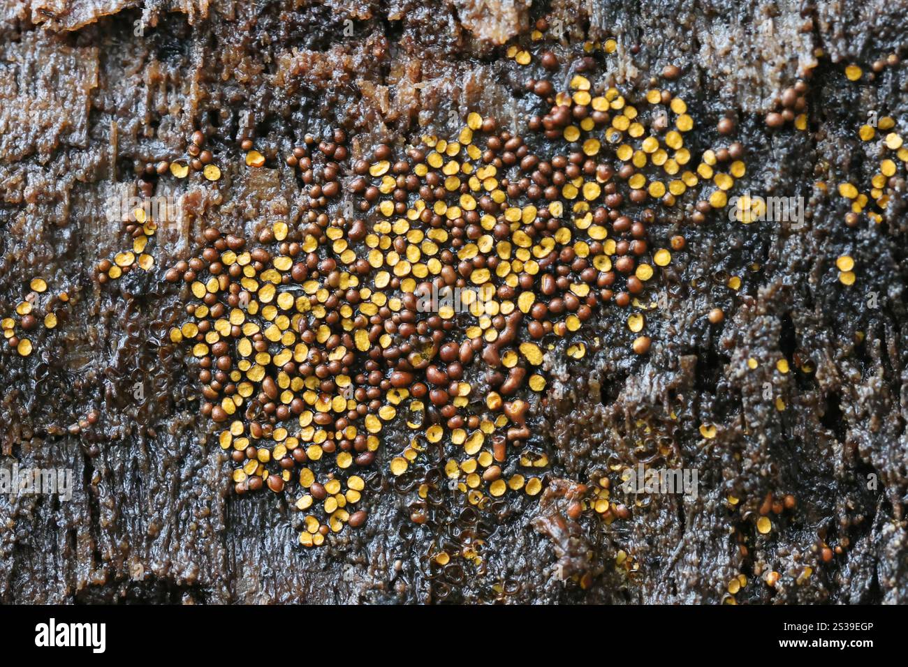 Perichaena corticalis, slime mold growing on bark of common aspen in ...