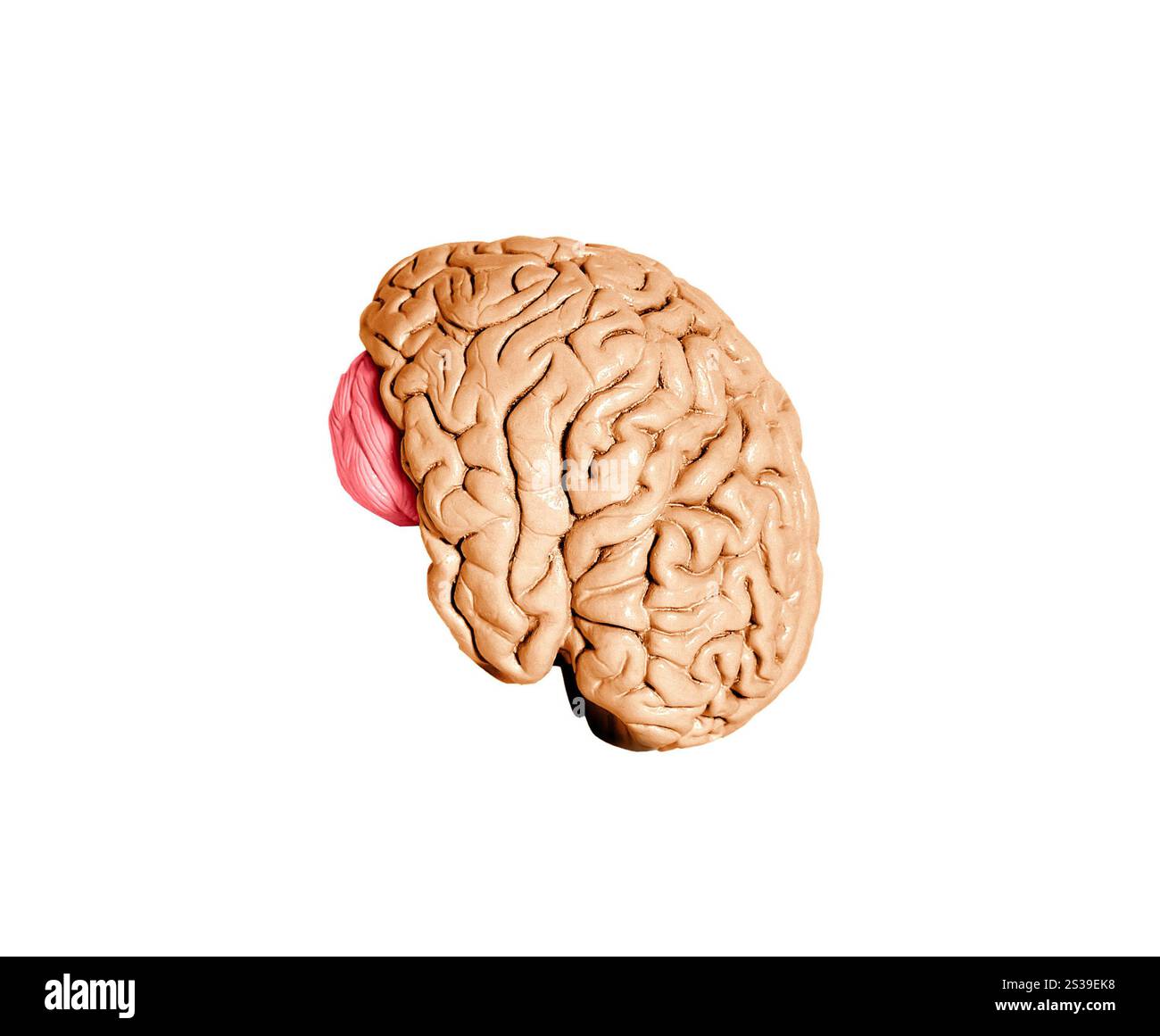 Human brain model on white background. Human brain model Stock Photo ...