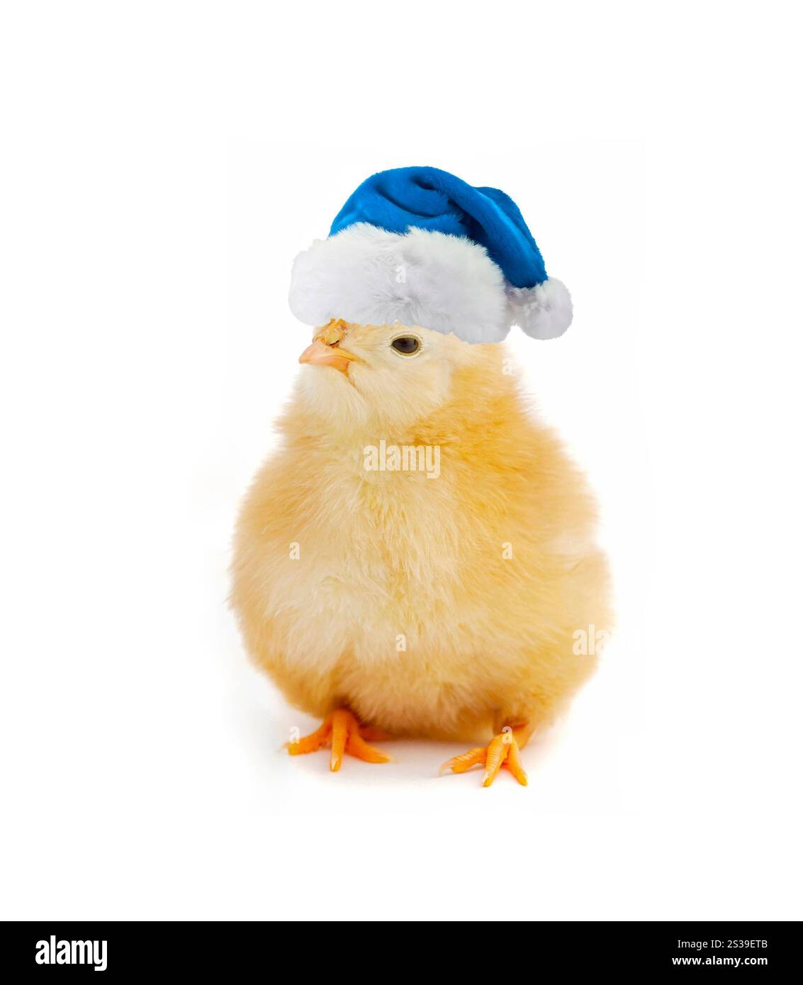 Christmas chicken isolated on white Stock Photo - Alamy