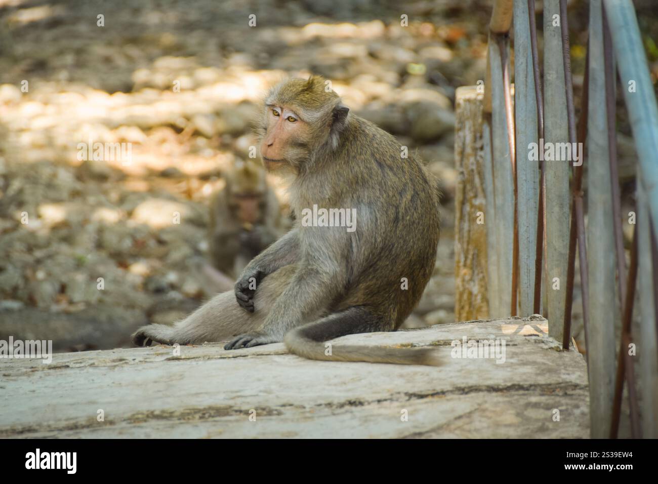Macaca fascicularis (long-tailed monkey). Close up detail of long ...