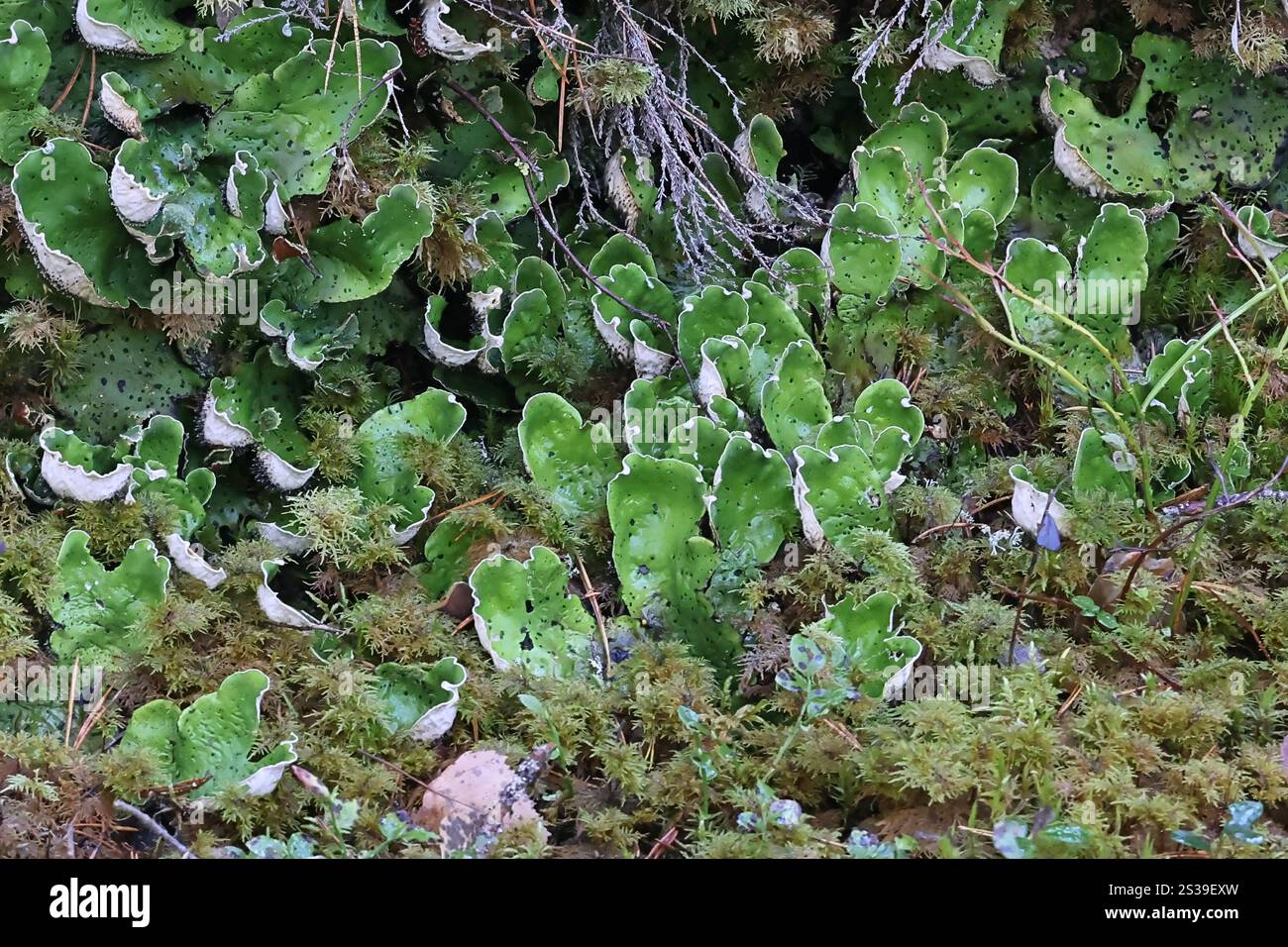 Peltigera aphthosa, commonly known as dog lichen, leafy lichen, felt ...