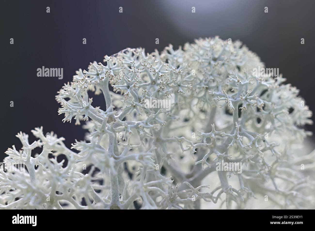 Cladonia stellaris, commonly known as Star-tipped Reindeer Lichen, food ...