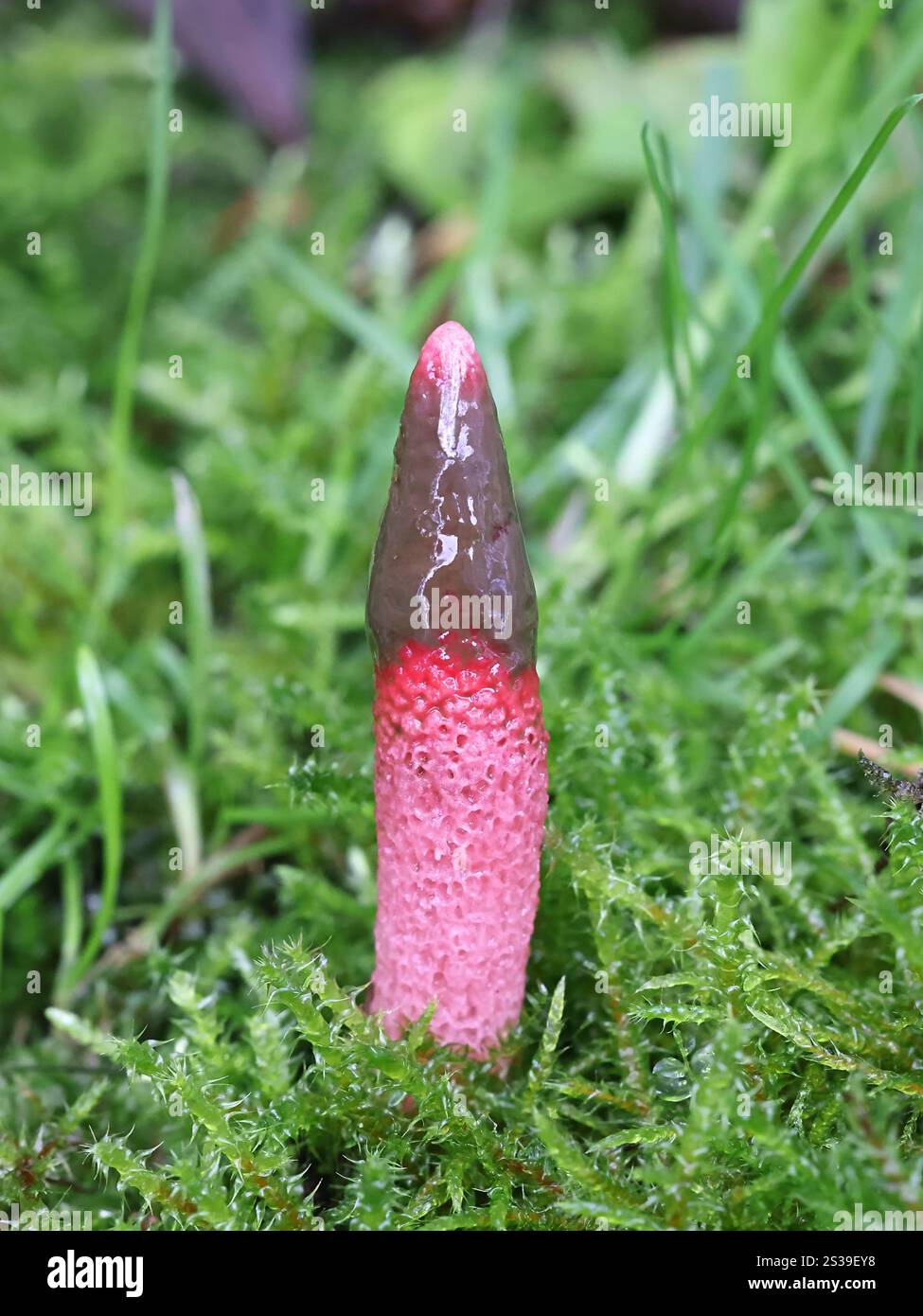 Mutinus ravenelii, commonly known as red stinkhorn, stinking fungus ...