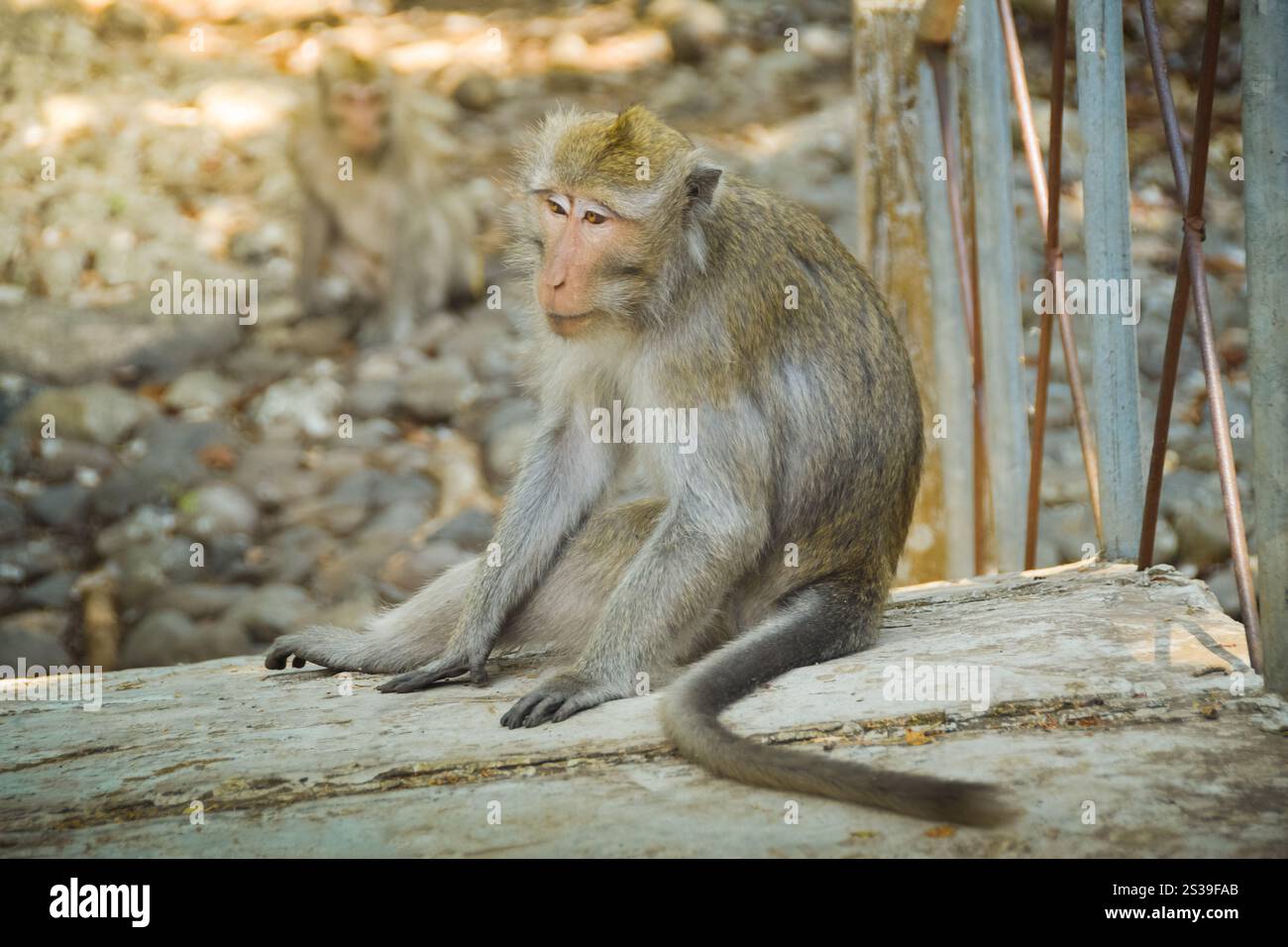 Macaca fascicularis (long-tailed monkey). Close up detail of long ...